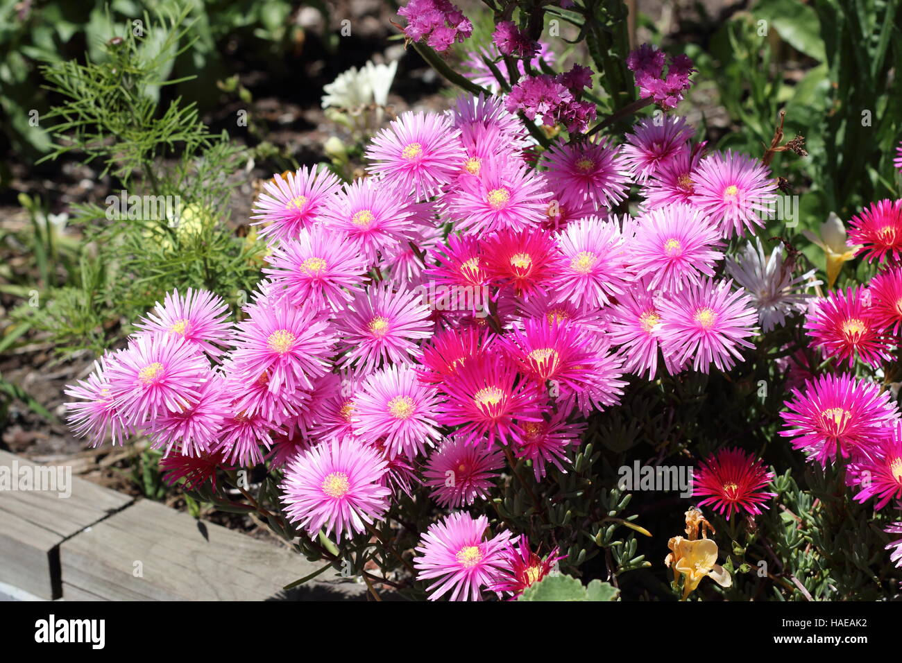Pink and red Pig face flowers or Mesembryanthemum , ice plant flowers ...