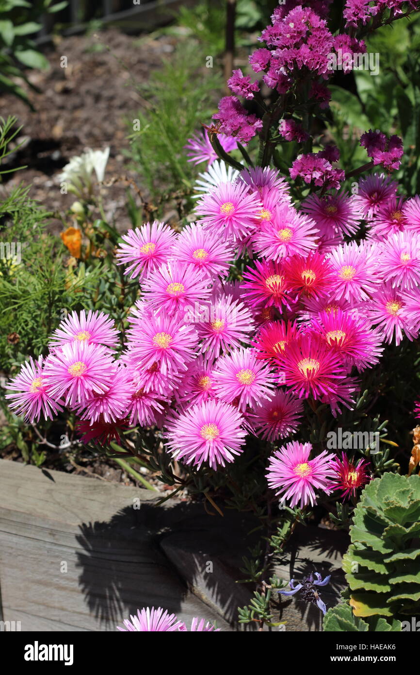 Pink and red Pig face flowers or Mesembryanthemum , ice plant flowers ...