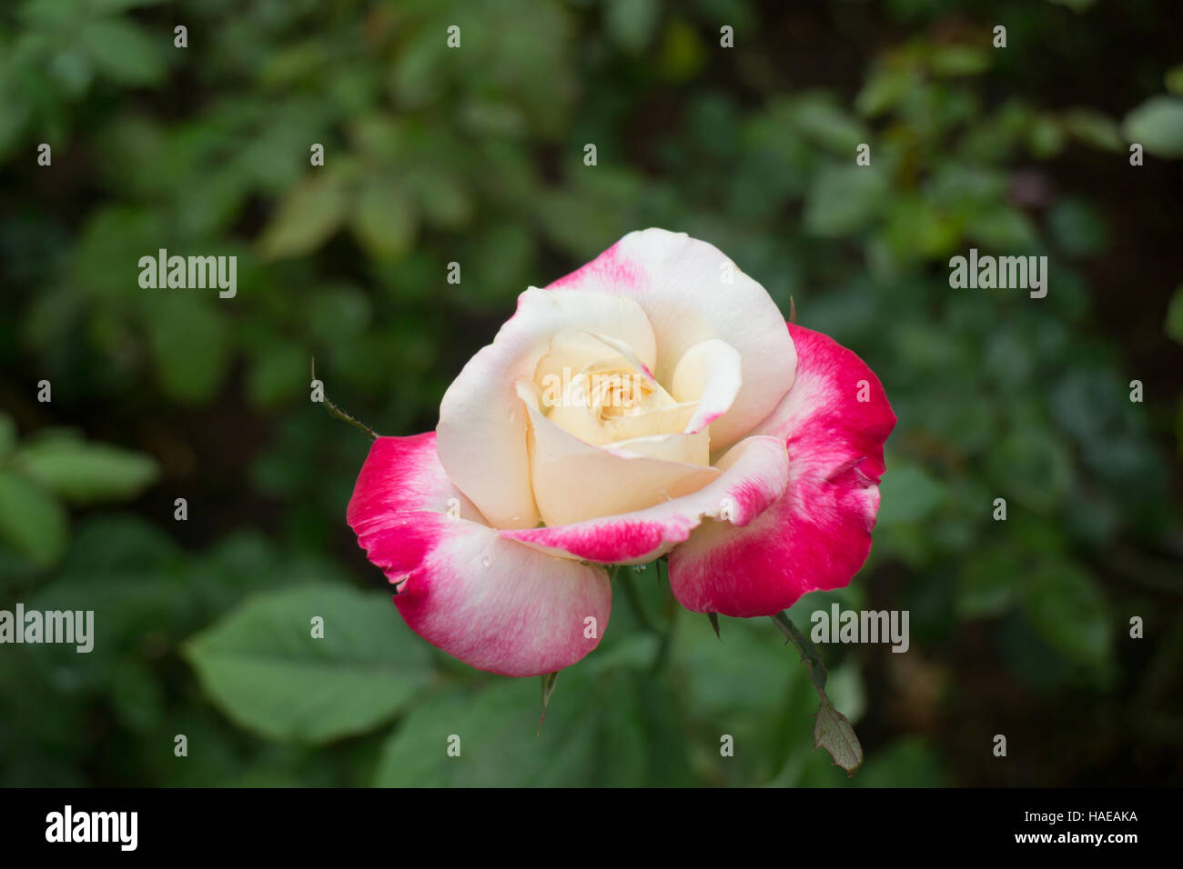 Red yellow tips hi-res stock photography and images - Alamy