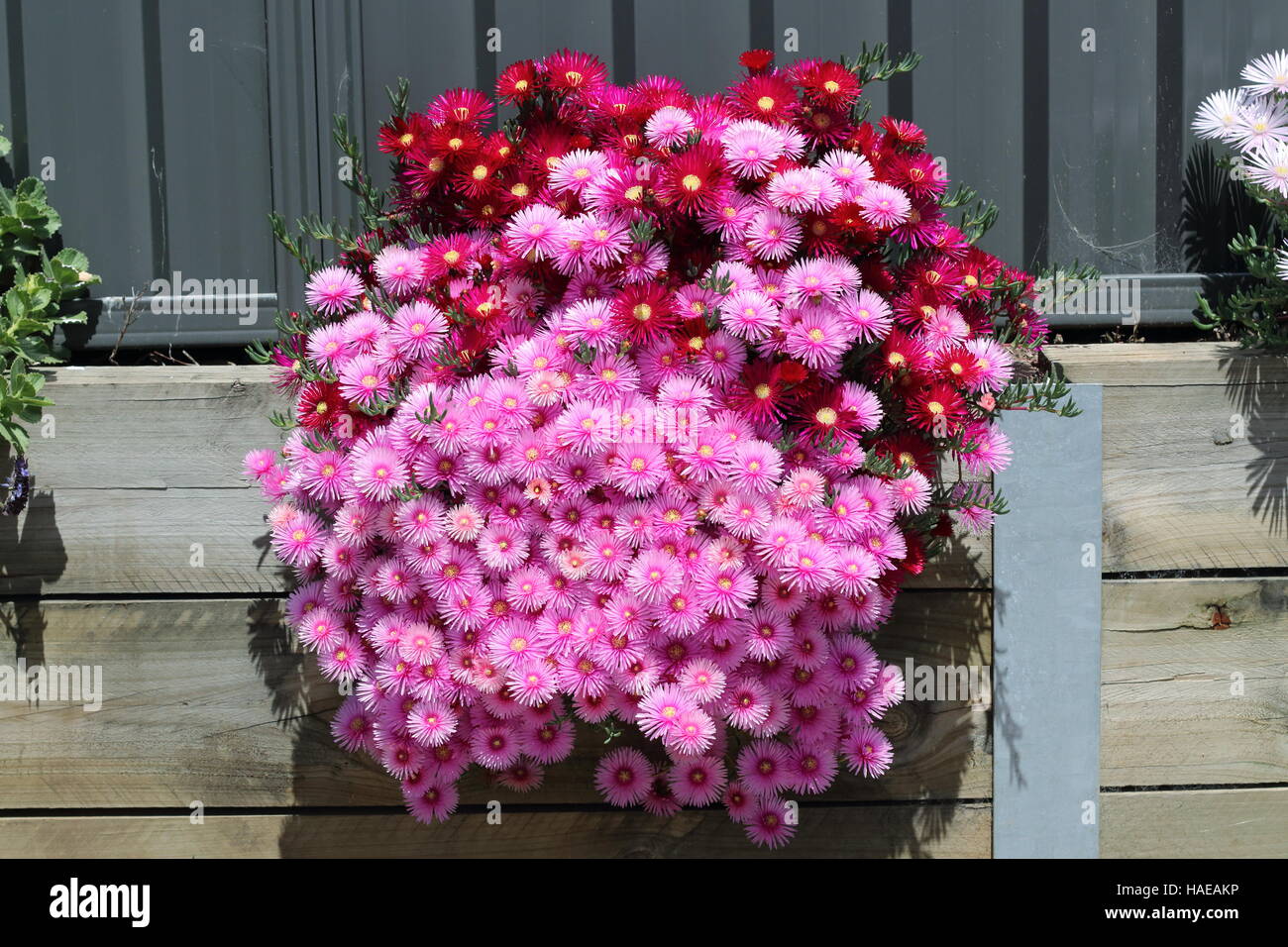 Pink and red Pig face flowers or Mesembryanthemum , ice plant flowers ...