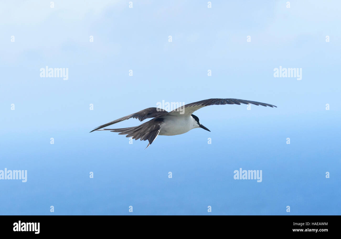 Sooty Tern (Sterna fuscata) in flight, Lord Howe Island, New South ...