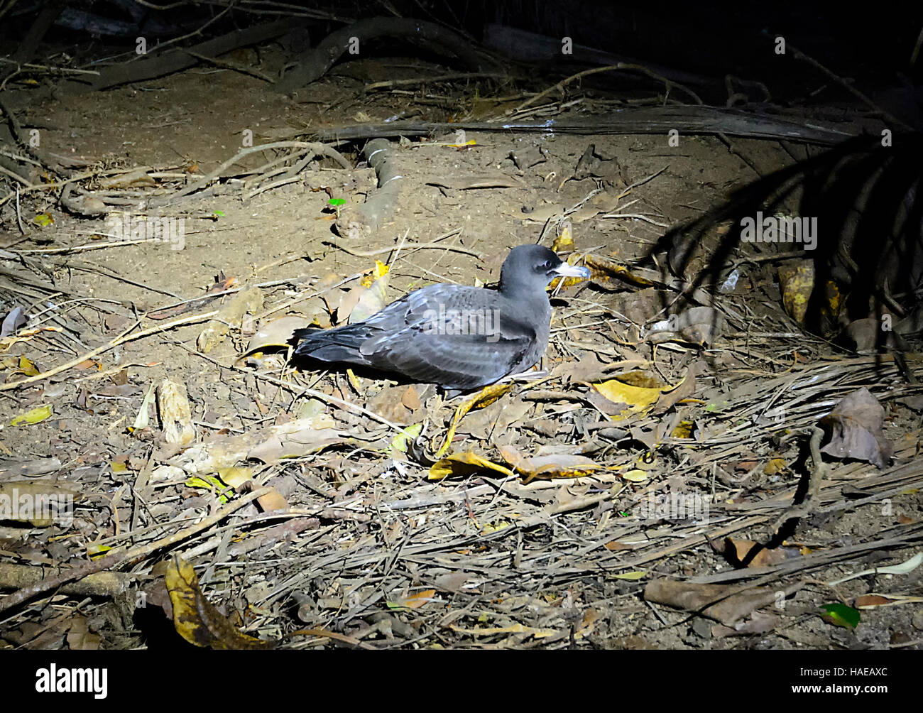 Flesh-footed Shearwater (Puffinus carneipes) or Muttonbird, roosting on ...