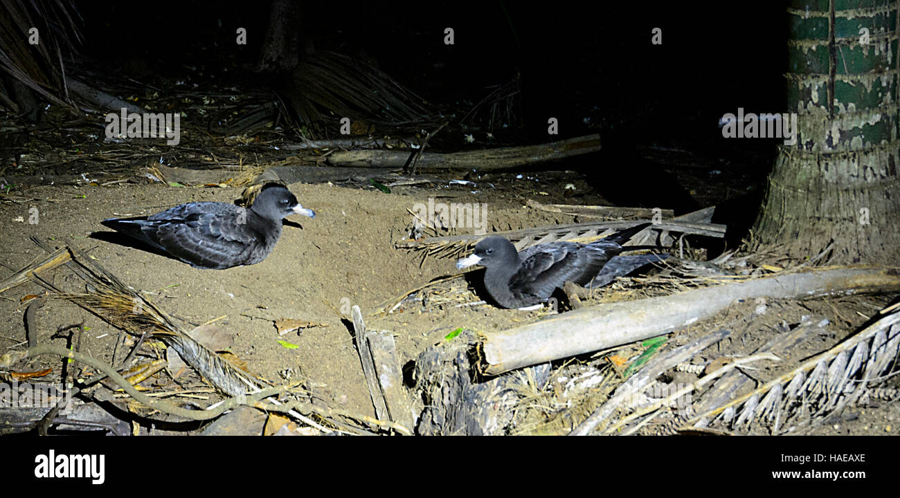 Flesh-footed Shearwaters (Puffinus carneipes) or Muttonbird, roosting ...