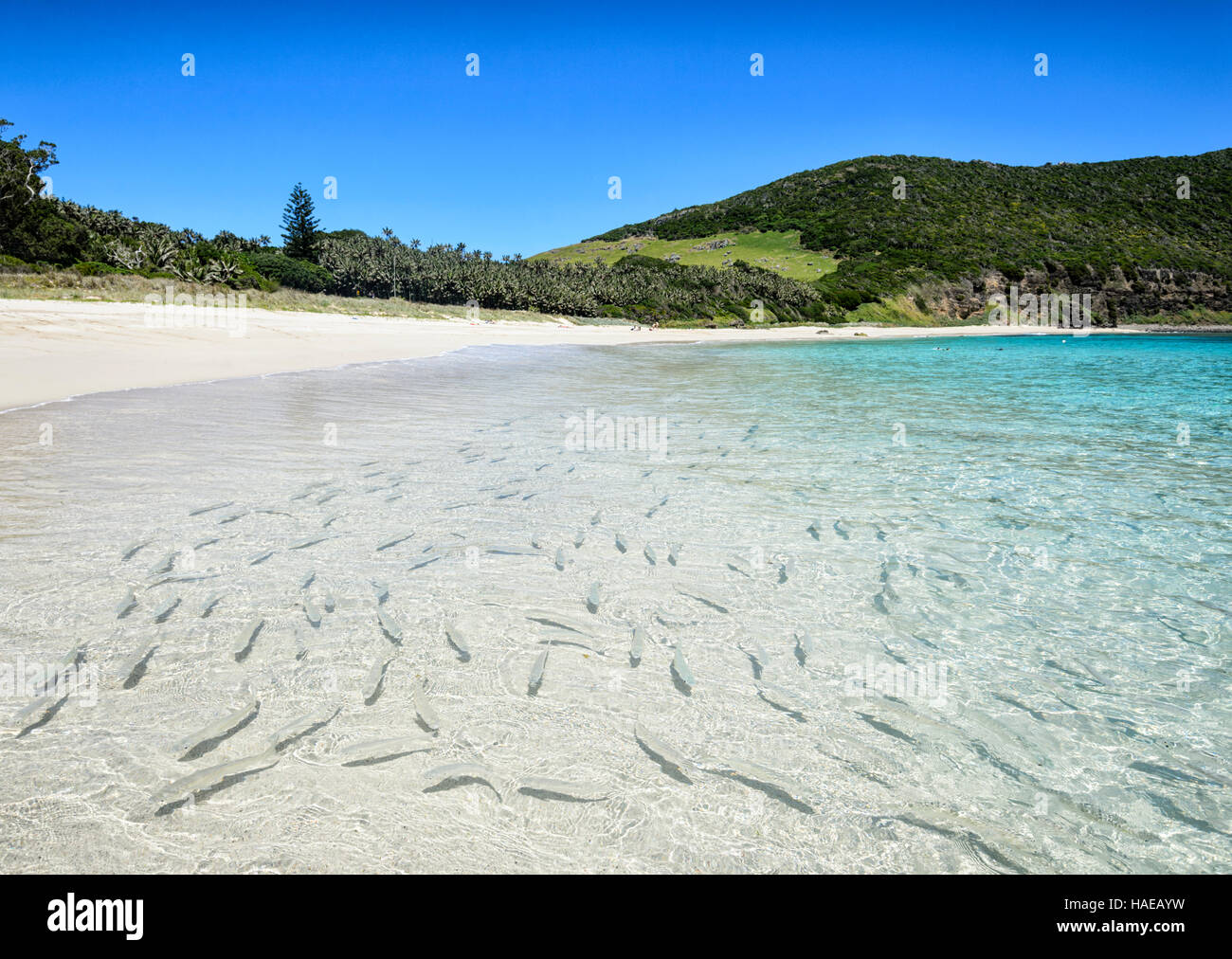 Mullets waiting to be fed at Ned's Beach where fish feeding is a ...
