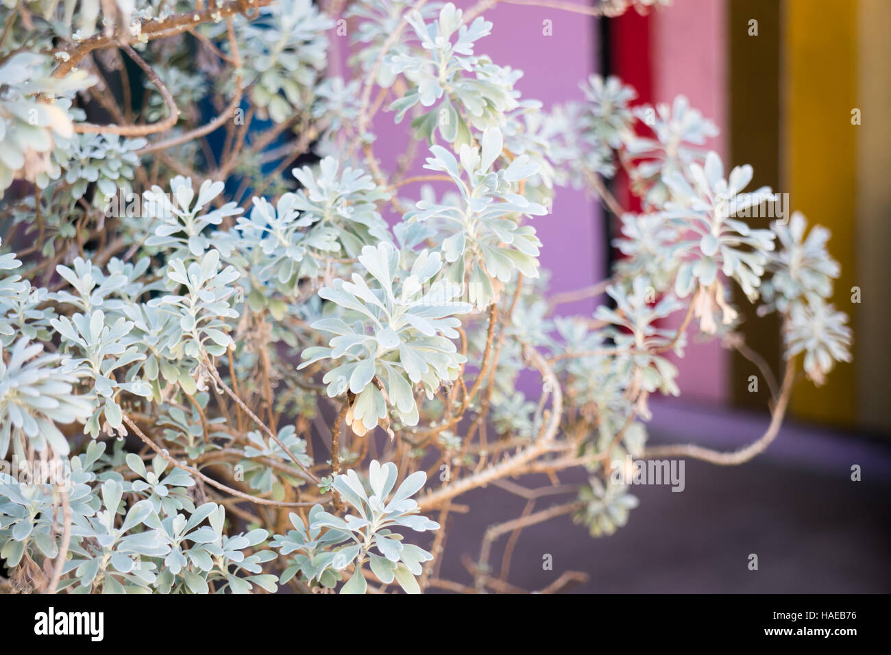 Green nature leaves for rest one's eyes, stock photo Stock Photo - Alamy