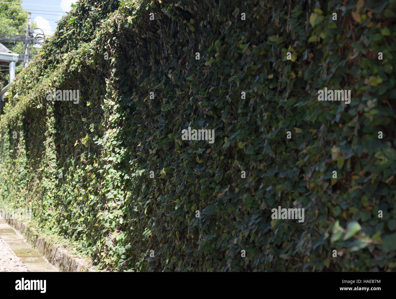 Green nature leaves for rest one's eyes, stock photo Stock Photo - Alamy