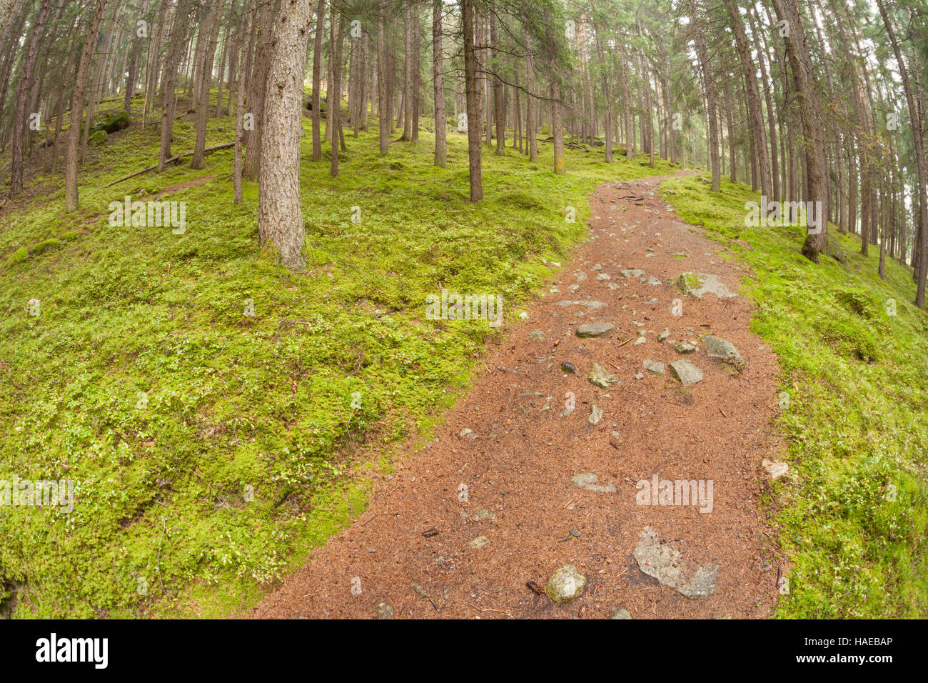 walking into the forest long a path in a cloudy day. No people around ...