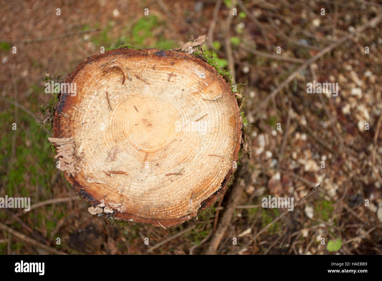 Cross section of a young pine tree Stock Photo - Alamy