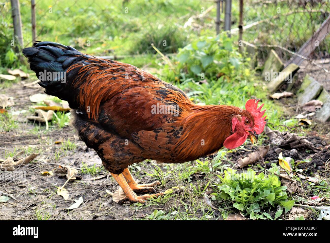 Free range chicken eating hi-res stock photography and images - Alamy