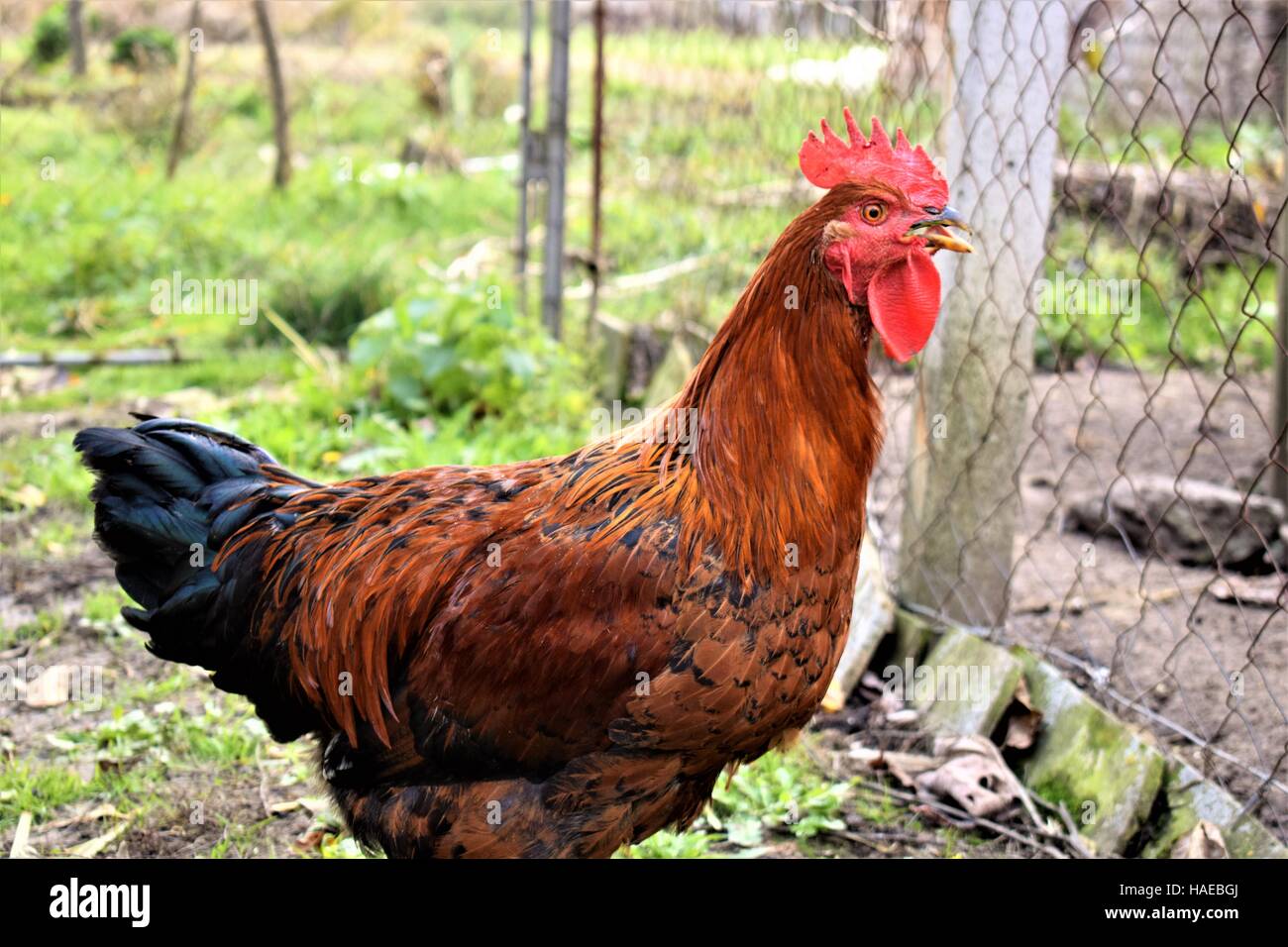 Beautiful rooster hi-res stock photography and images - Alamy