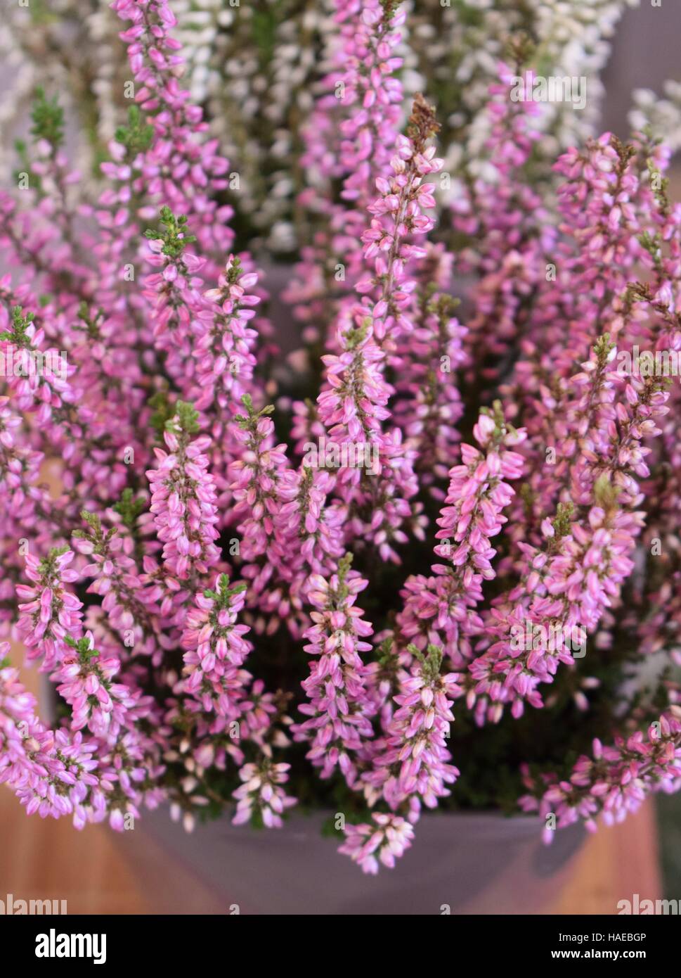 rose and white heather Stock Photo - Alamy