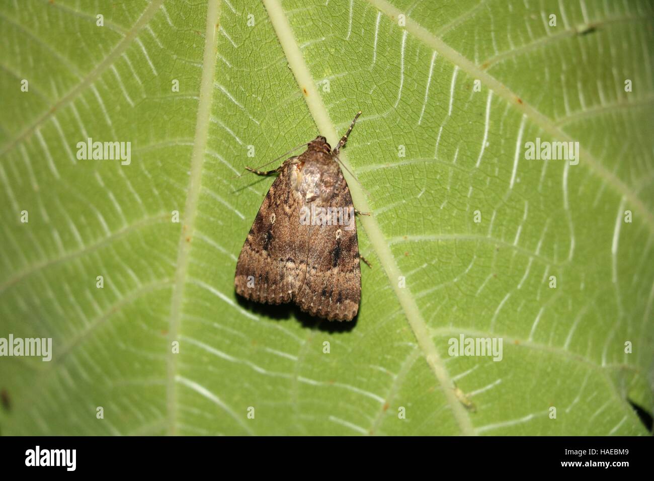 Night butterfly on the leaf available in high-resolution and several ...