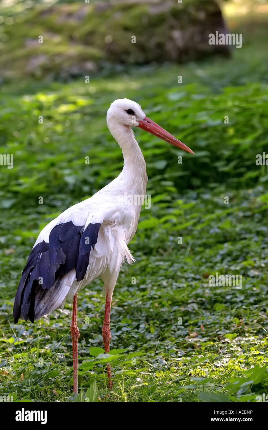 White stork in the wild Stock Photo - Alamy