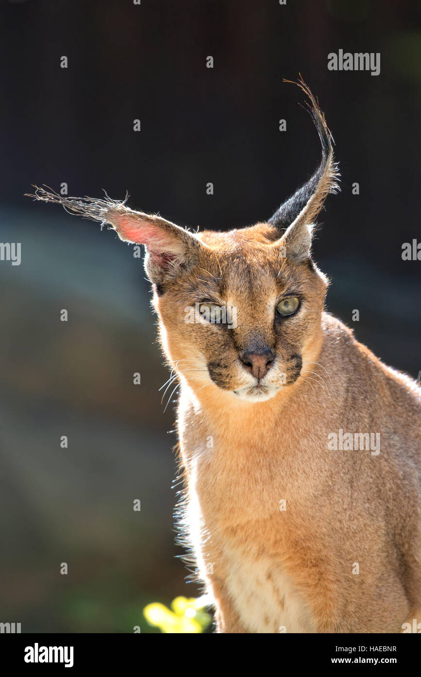 Caracal hi-res stock photography and images - Alamy