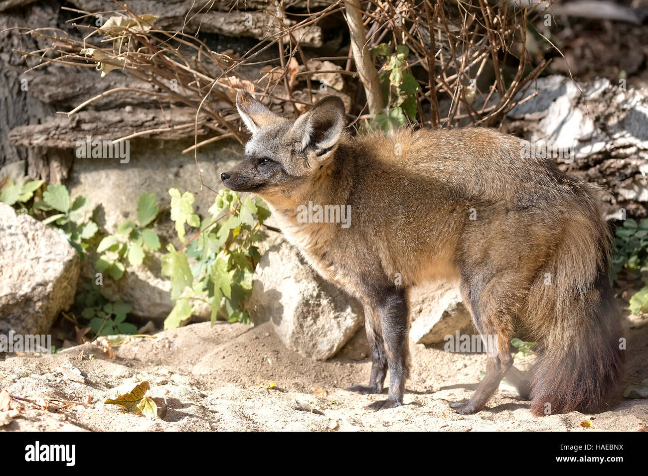 Vulpes cana in the wild Stock Photo - Alamy