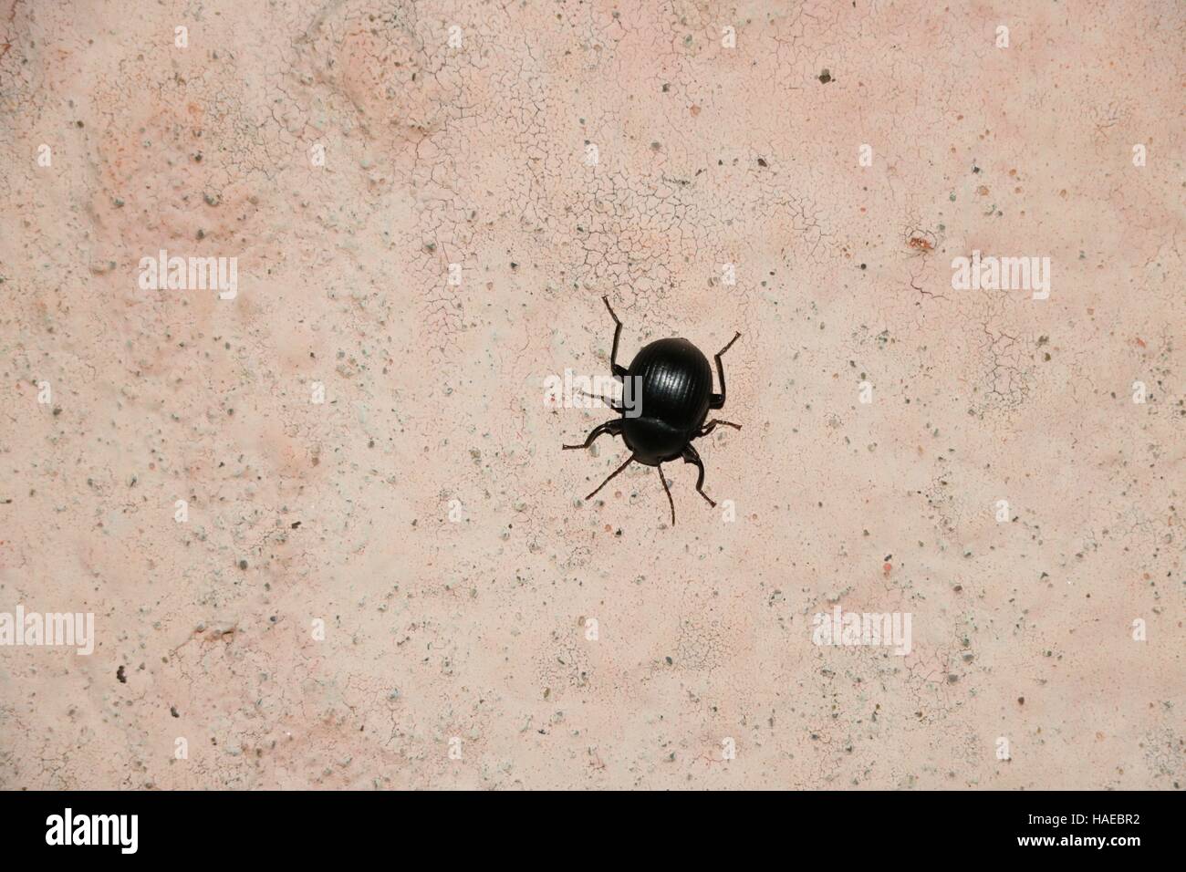 Interesting black bug on the wall available in high-resolution and ...