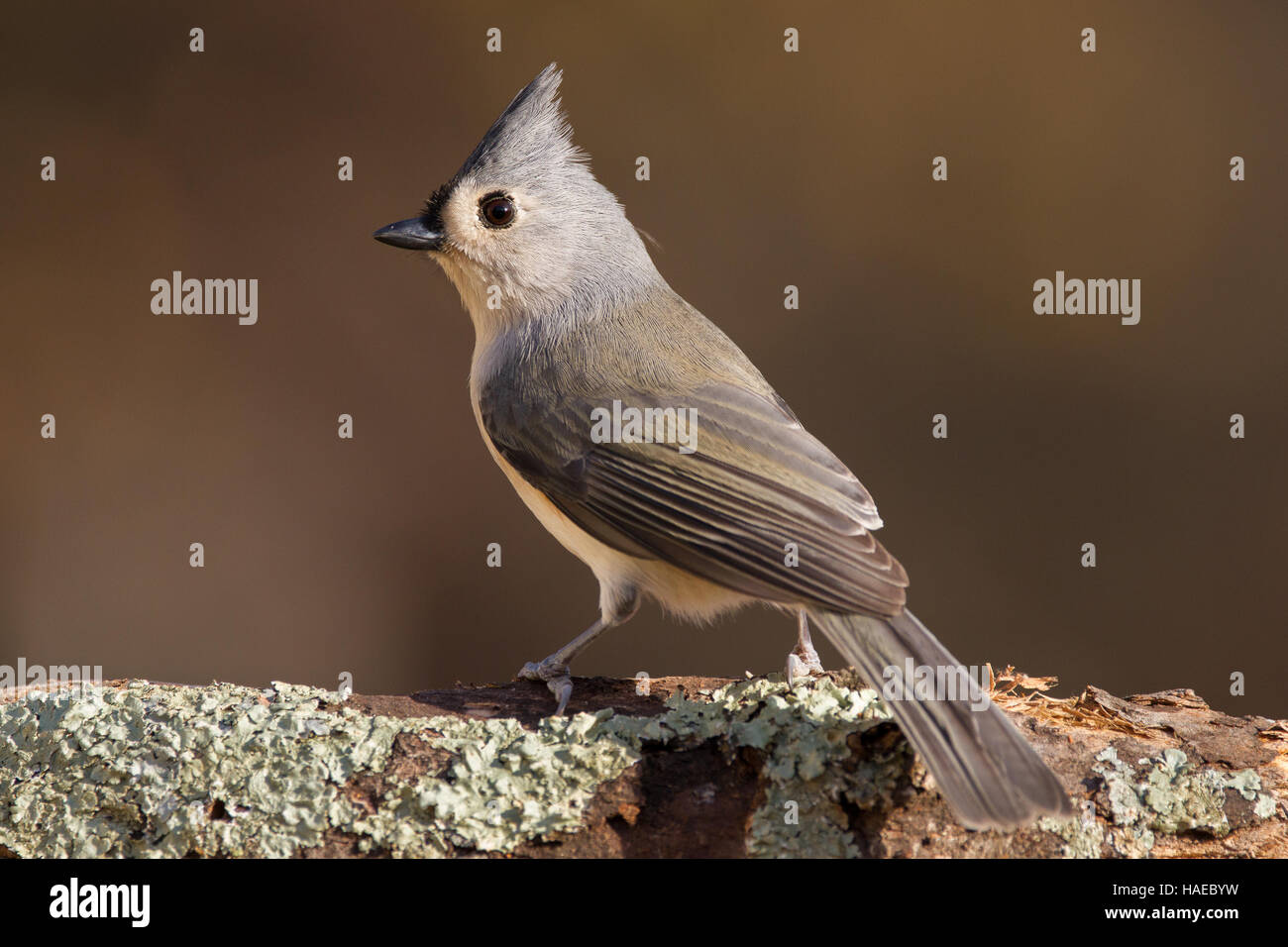 A tufted titmouse perched on a old log Stock Photo - Alamy