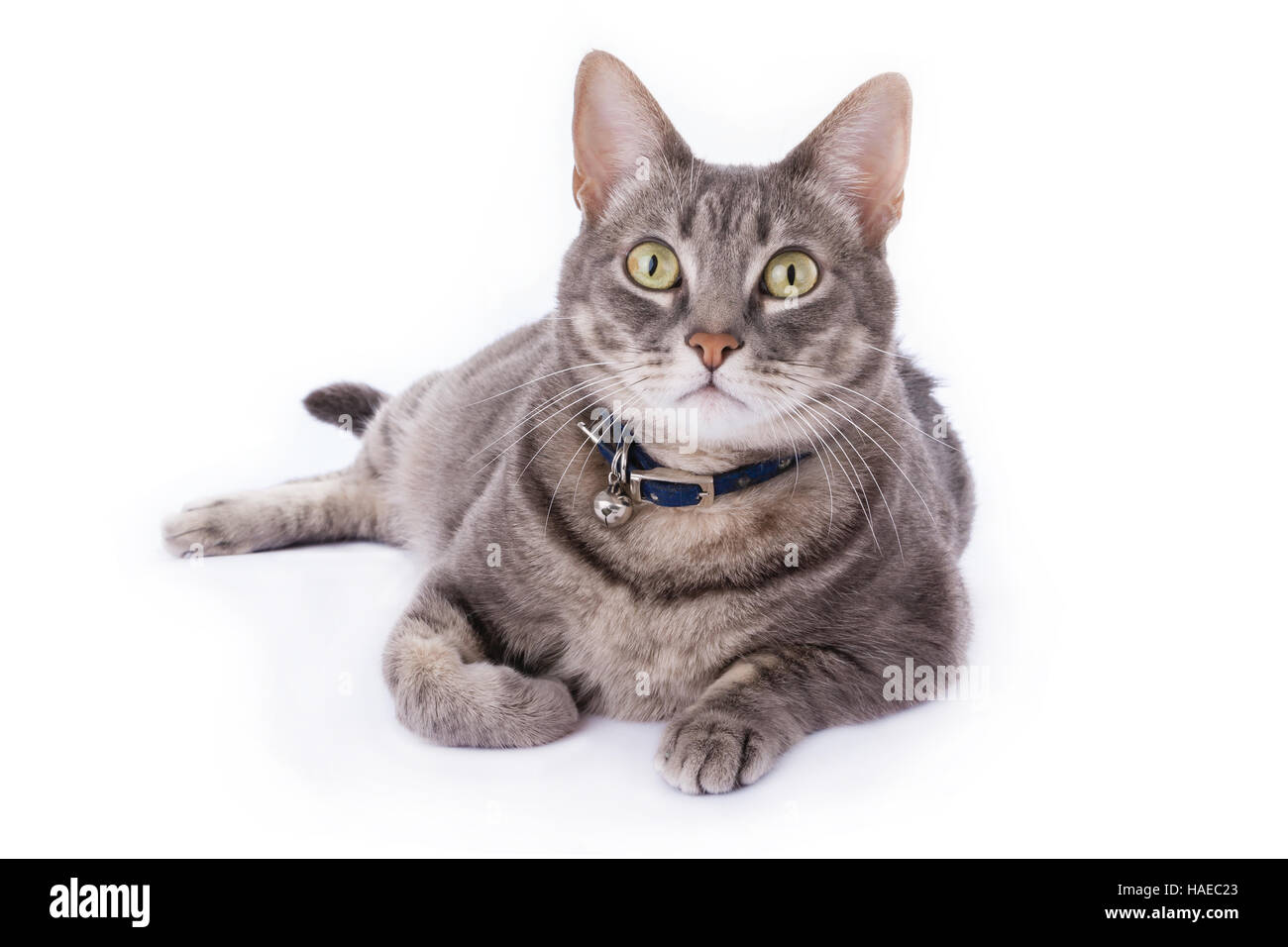 Tabby cat laying down and looking at camera isolated on white Stock ...
