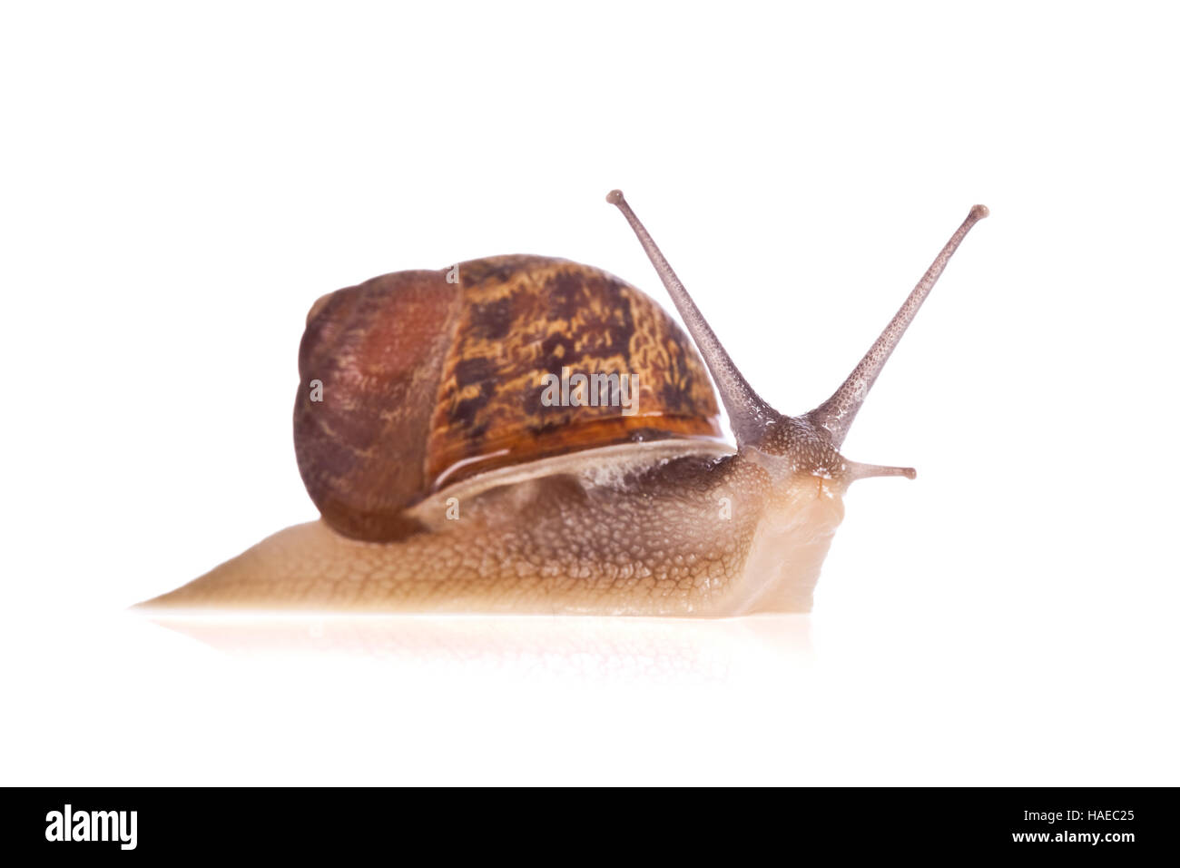 Snail moving on garden Cut Out Stock Images & Pictures - Alamy