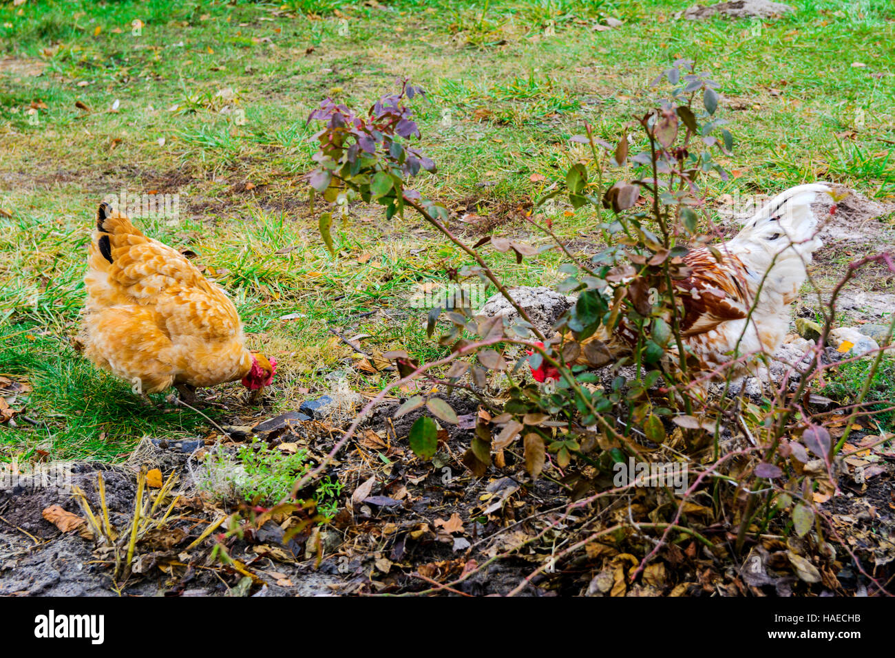 The chicken in the yard of a wooden private house on the lake Stock ...