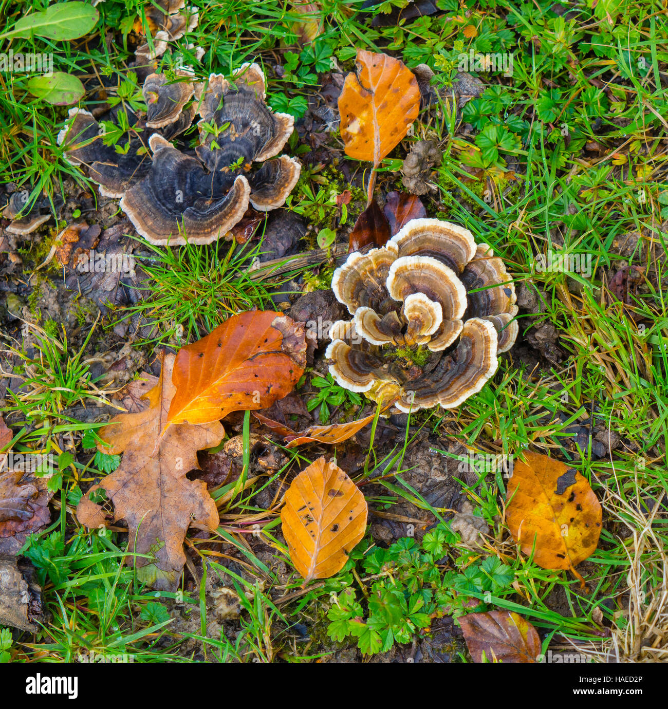 Fungus and leaves hi-res stock photography and images - Alamy