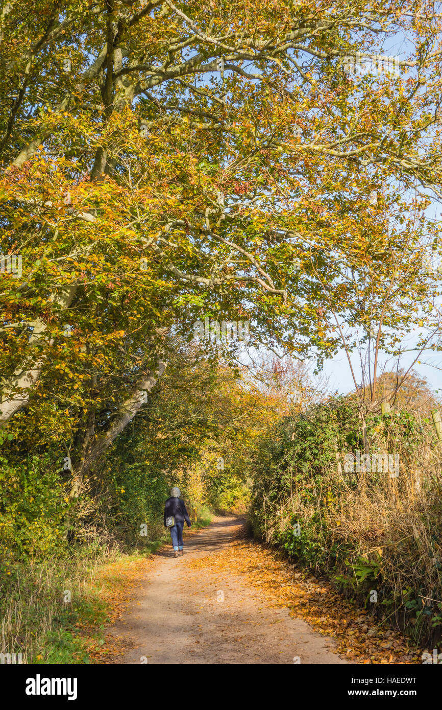 Country Lane, Tree-lined with Autumn Colours and lady walking alone ...