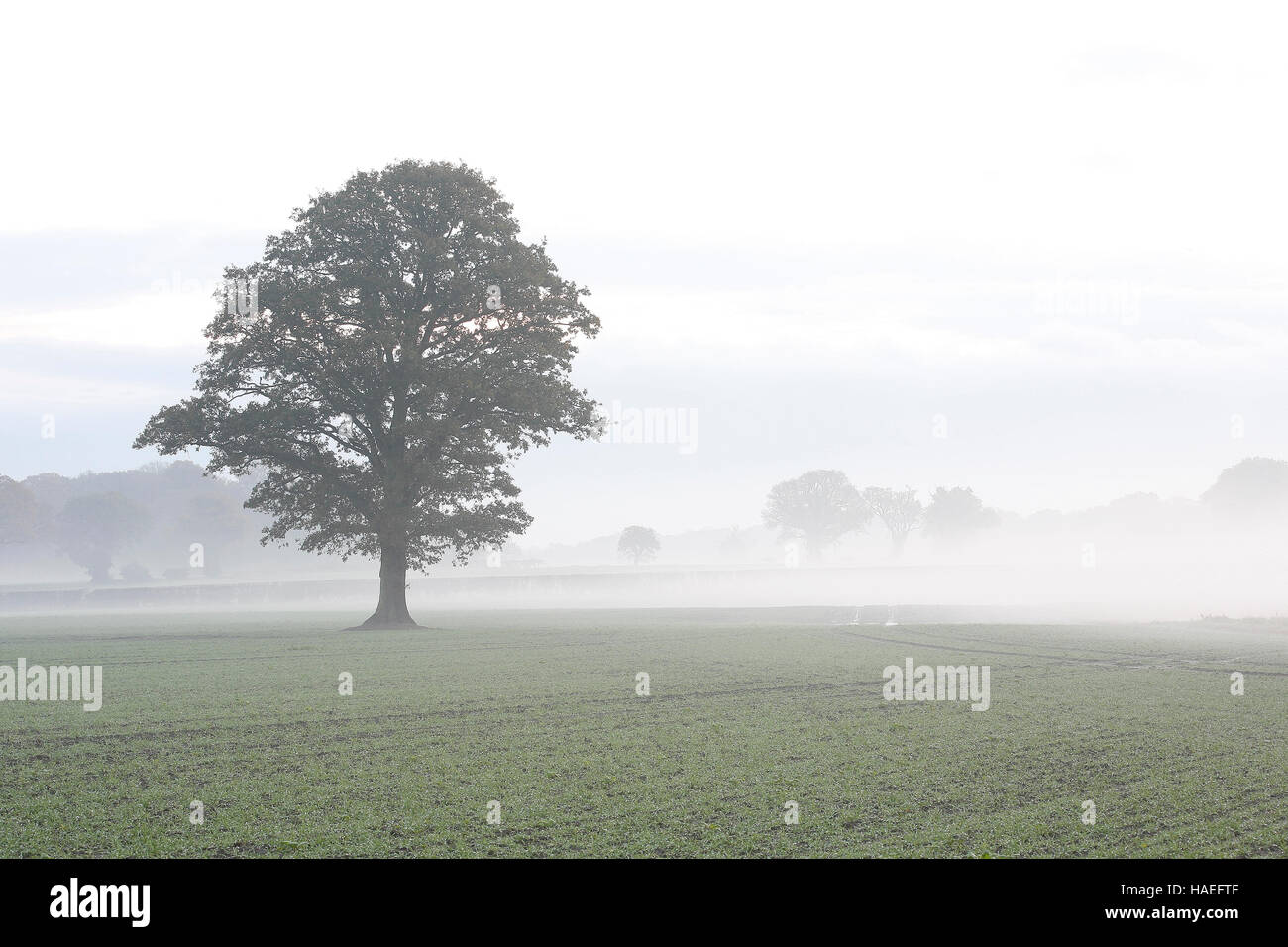 LONE SINGLE OAK TREE MISTY FIELD Stock Photo - Alamy