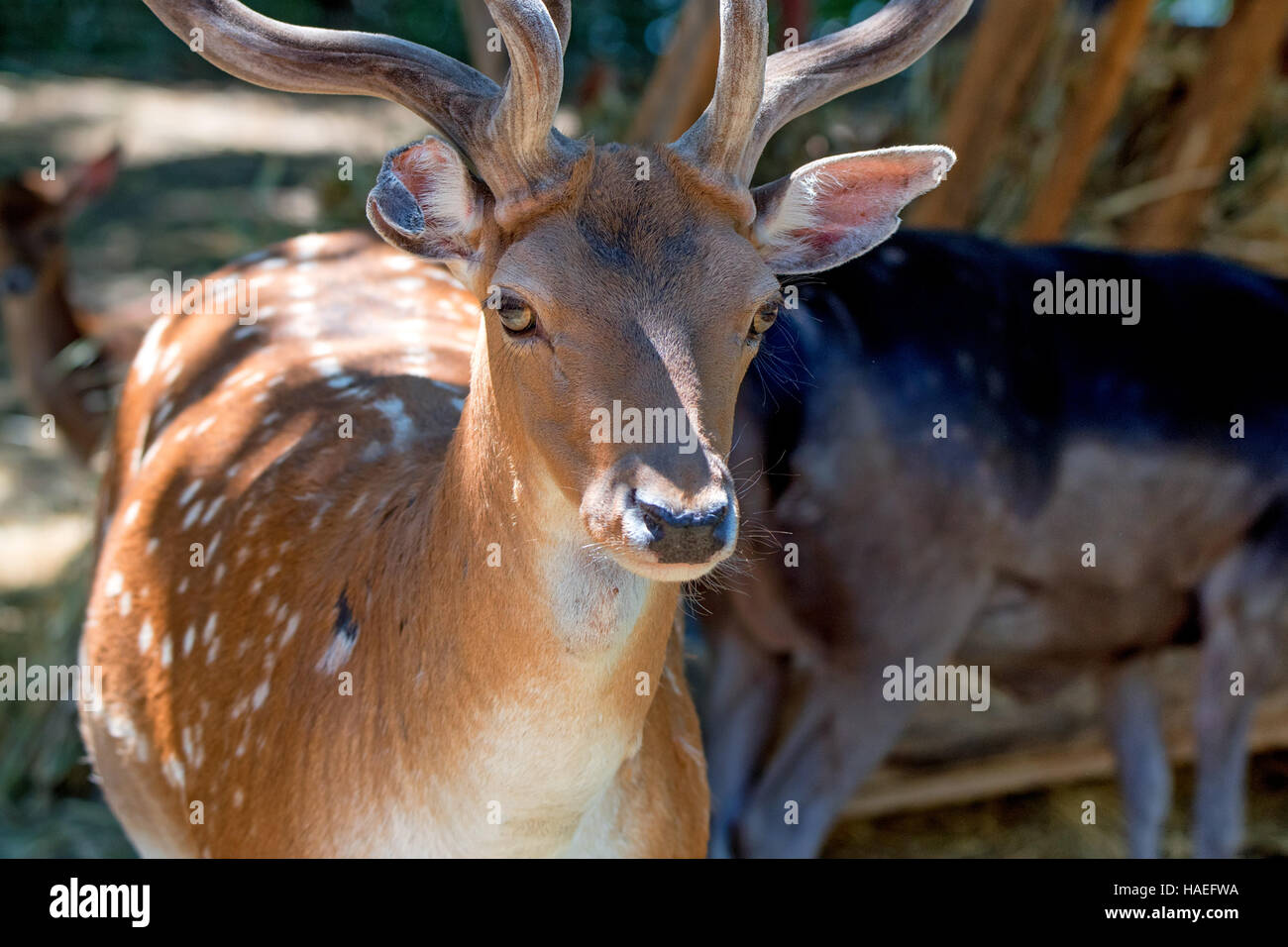 Close-up photography of fallow deer Stock Photo - Alamy