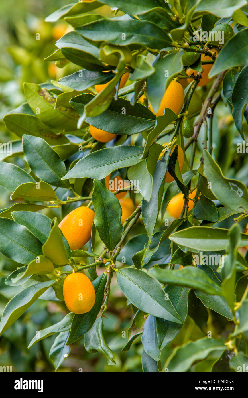 Nagami Kumquats (Fortunella margarita) growing on tree Stock Photo - Alamy