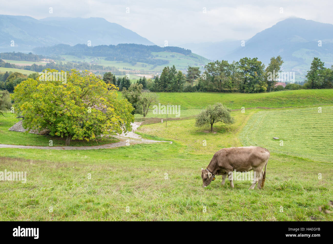 Swiss cow grazing in field Stock Photo - Alamy
