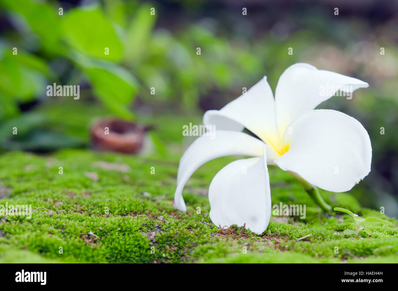 Apocynaceae hi-res stock photography and images - Alamy