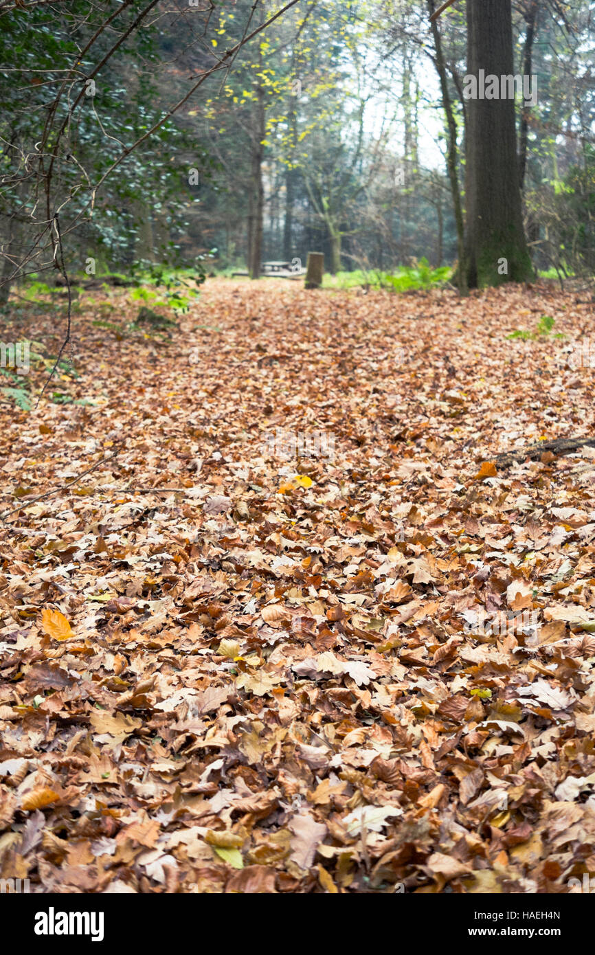 Low angle leaves hiking hi-res stock photography and images - Alamy