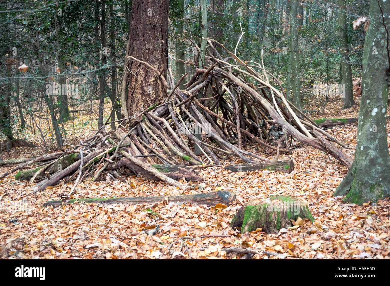 Makeshift house in the woods Stock Photo - Alamy
