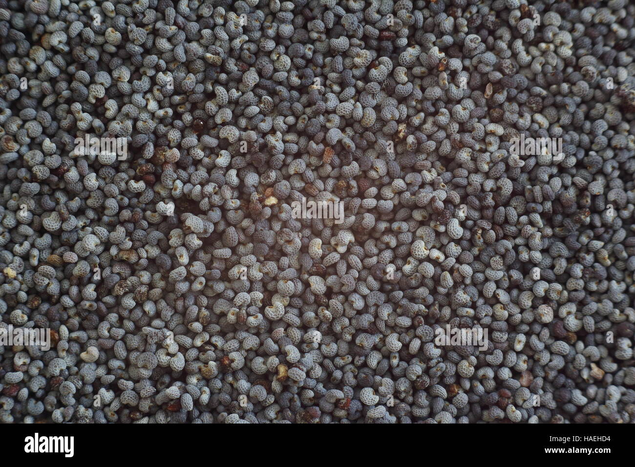 poppy seed closeup texture background Stock Photo - Alamy