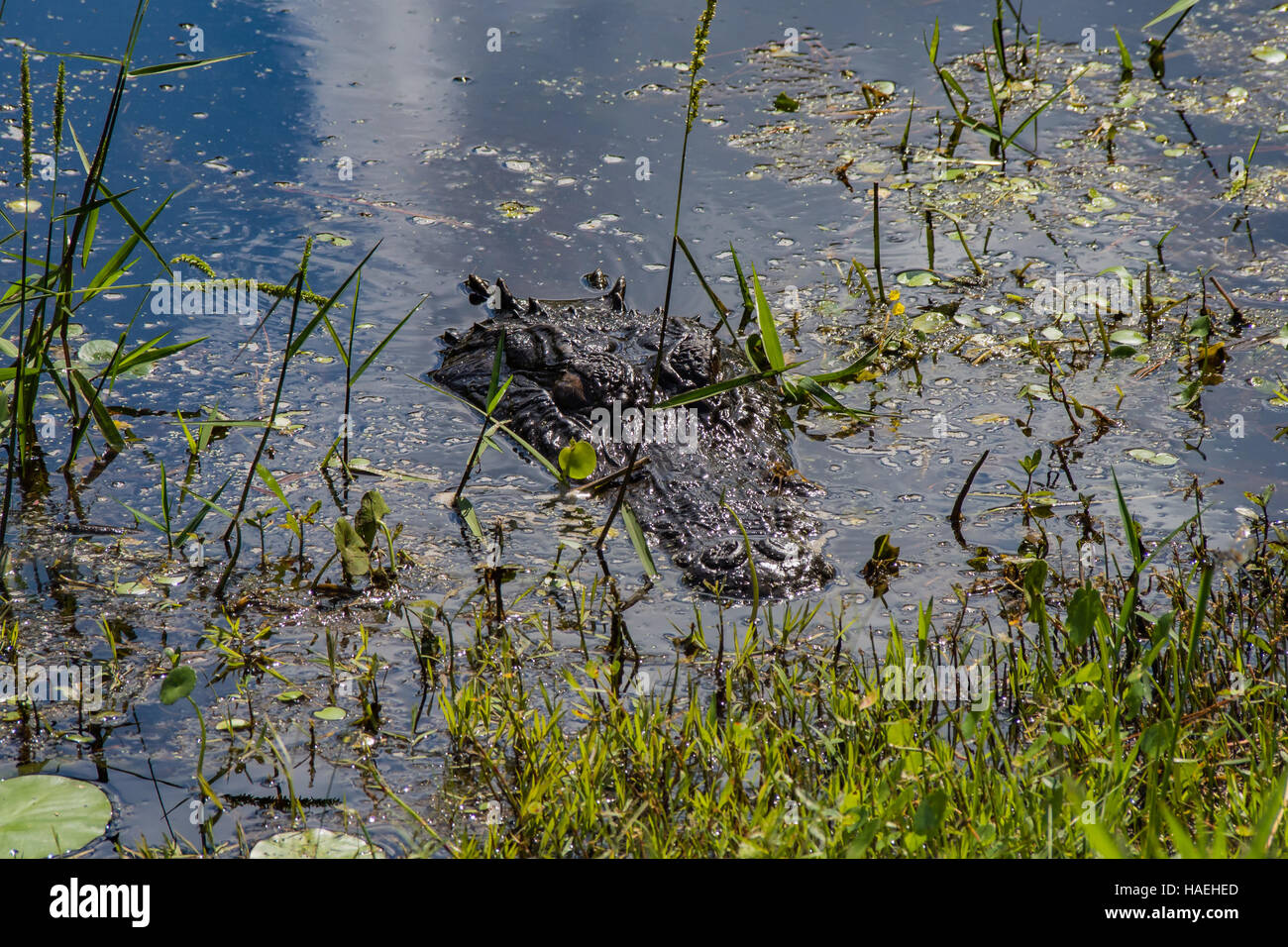 Okefenokee swamp hi-res stock photography and images - Alamy