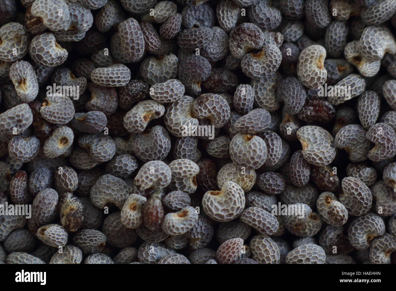 poppy seed closeup texture background Stock Photo - Alamy