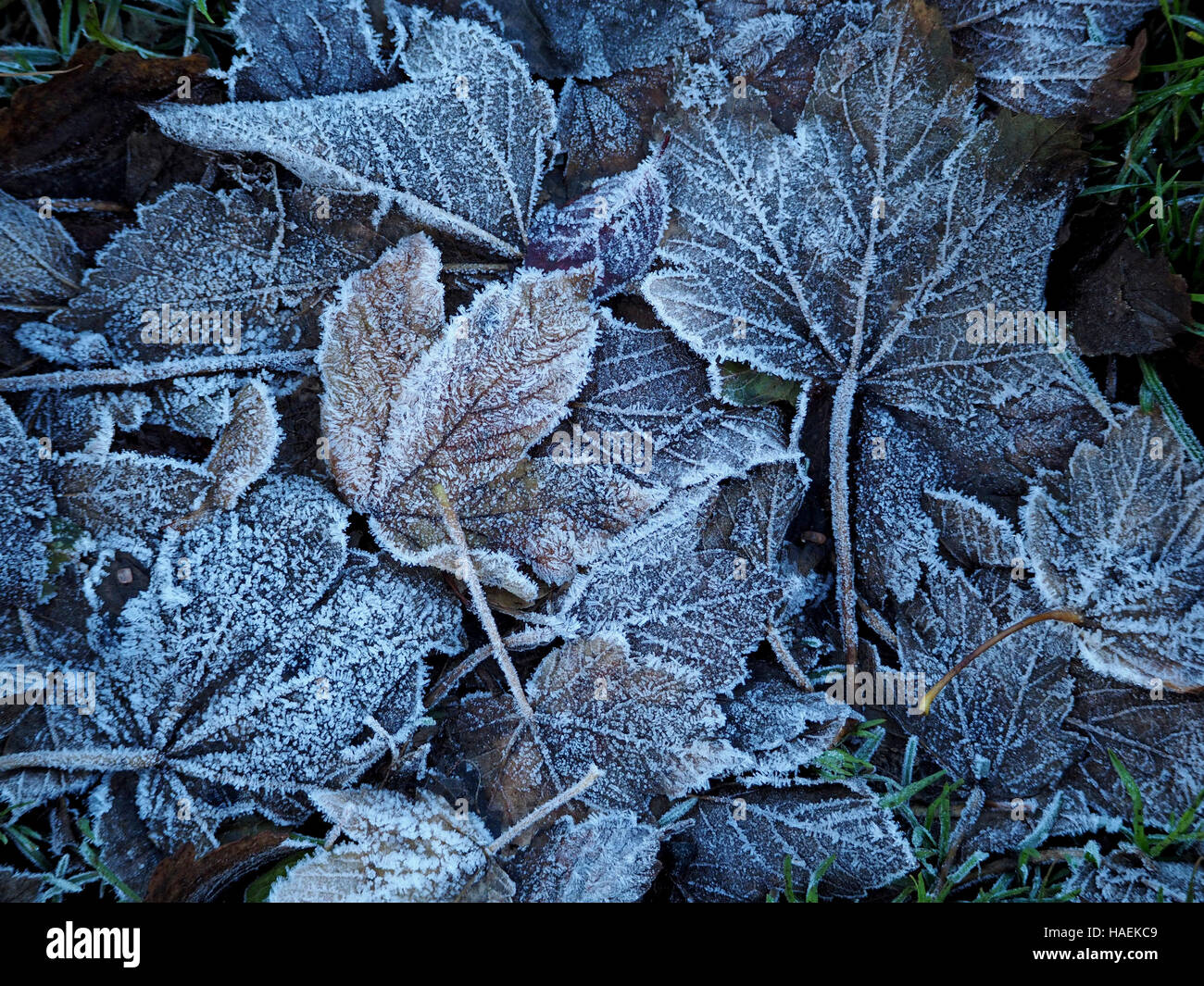 frost on ribs and veins of dried Autumn leaves creates monochrome ...