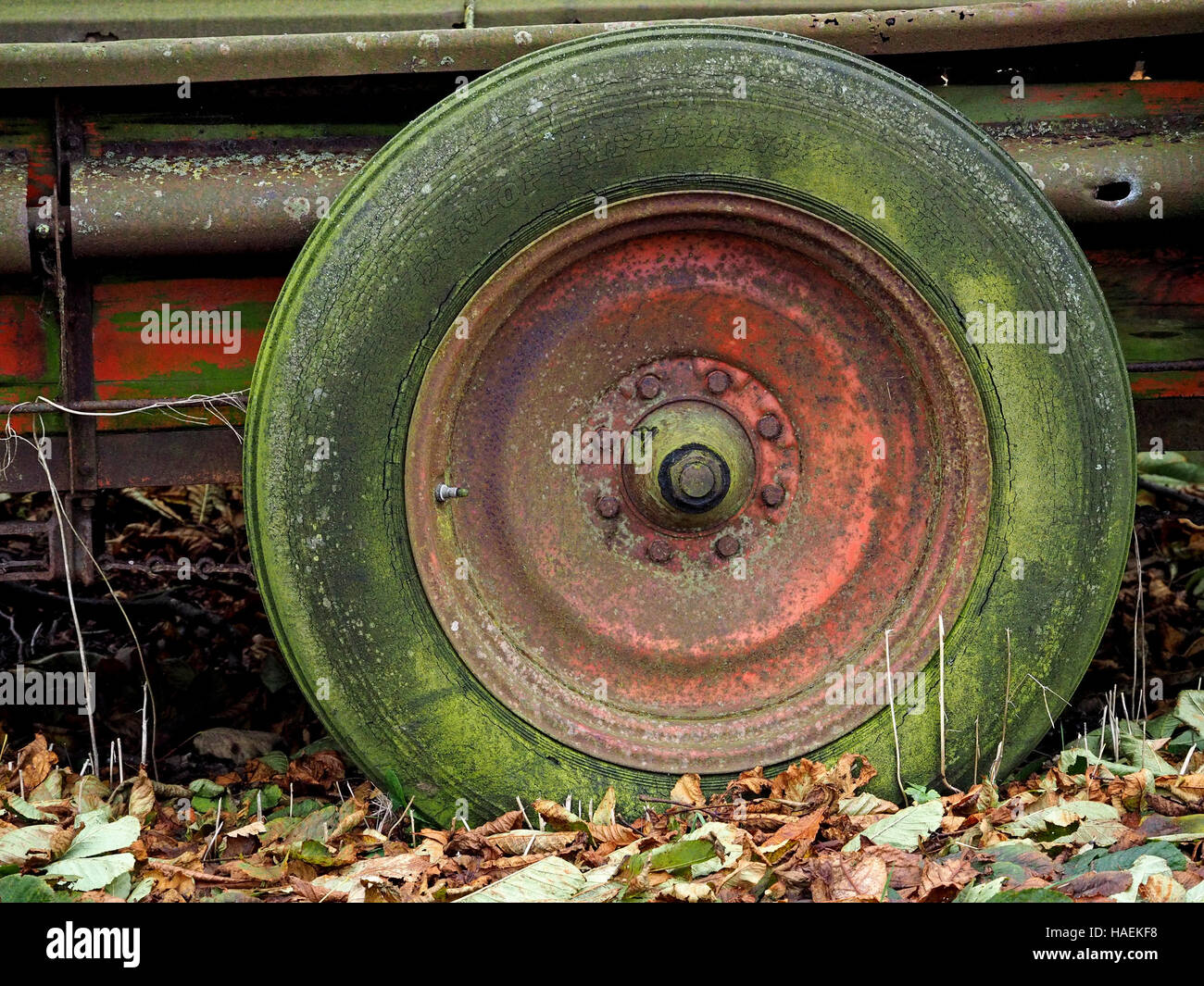 green lichen growing on old tyre tire on rusty red wheel of abandoned ...