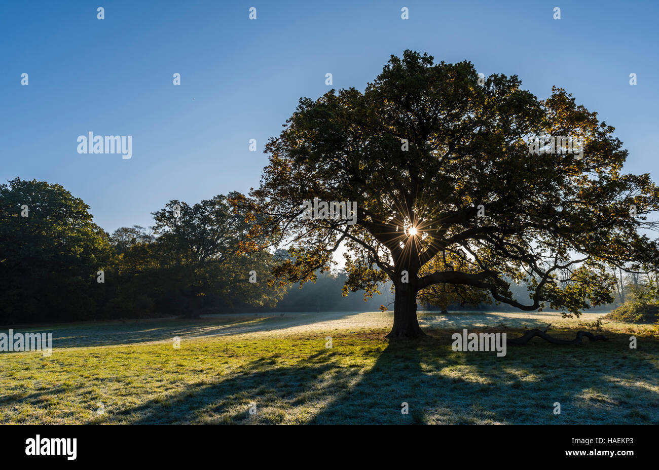 Early morning sun bursting through a tree in Trent Park, London, UK ...