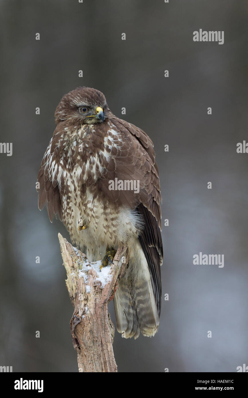 Mäusebussard, Mäuse-Bussard, Bussard, Buteo buteo, common buzzard, La ...