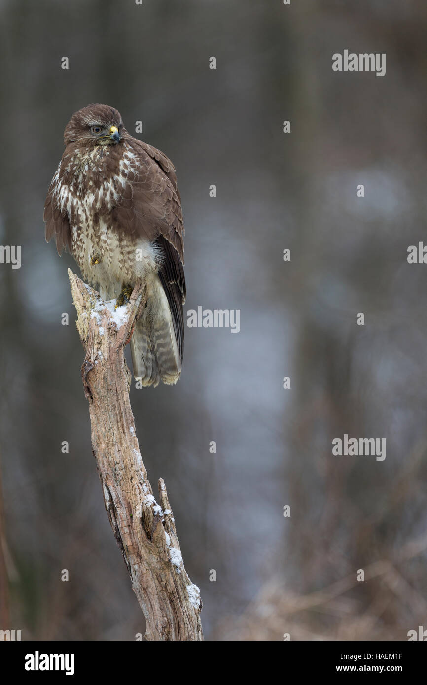 Mäusebussard, Mäuse-Bussard, Bussard, Buteo buteo, common buzzard, La ...