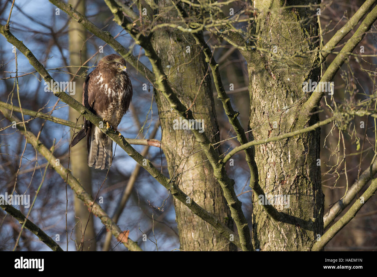 Mäusebussard, Mäuse-Bussard, Bussard, Buteo buteo, common buzzard, La ...
