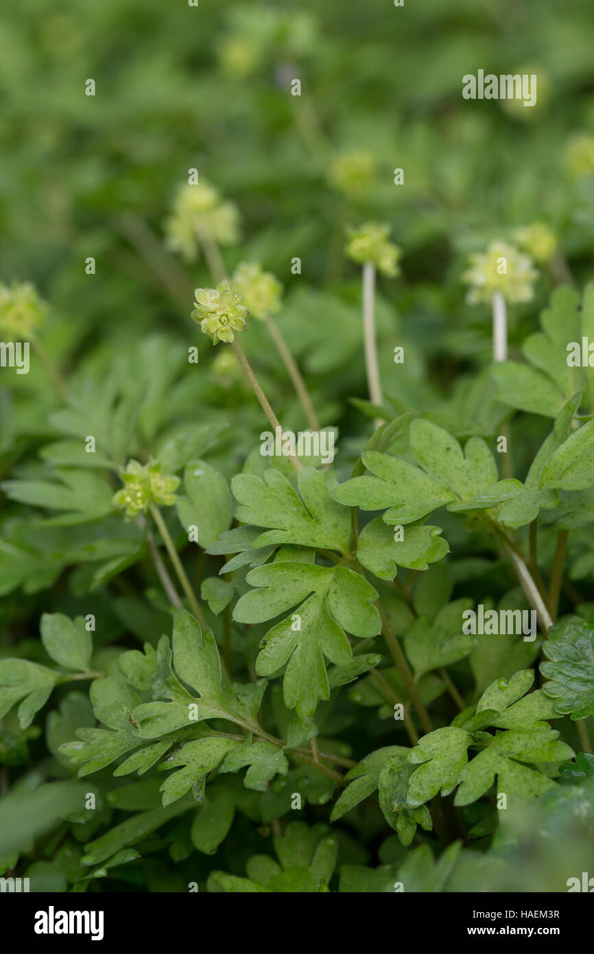 Moschuskraut, Bisamkraut, Adoxa moschatellina, moschatel, five-faced ...