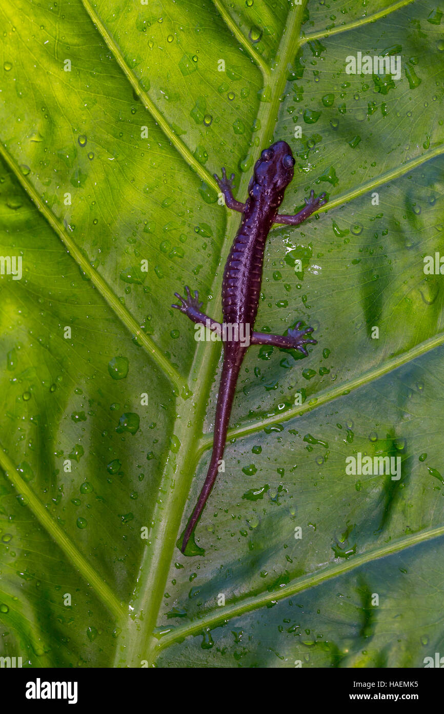 Live salamanders hi-res stock photography and images - Alamy