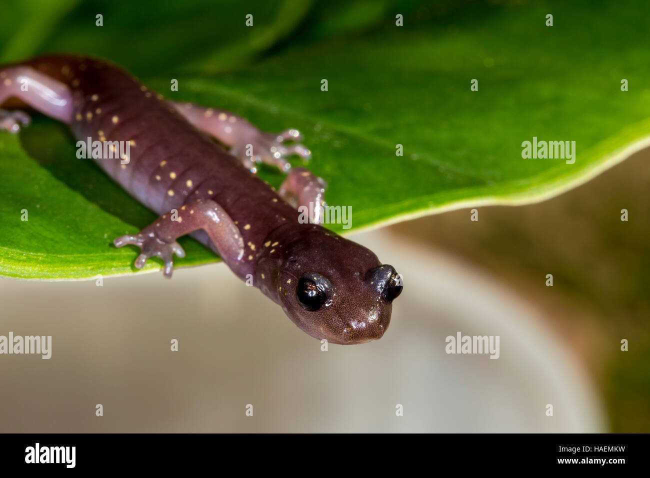 Live salamanders hi-res stock photography and images - Alamy
