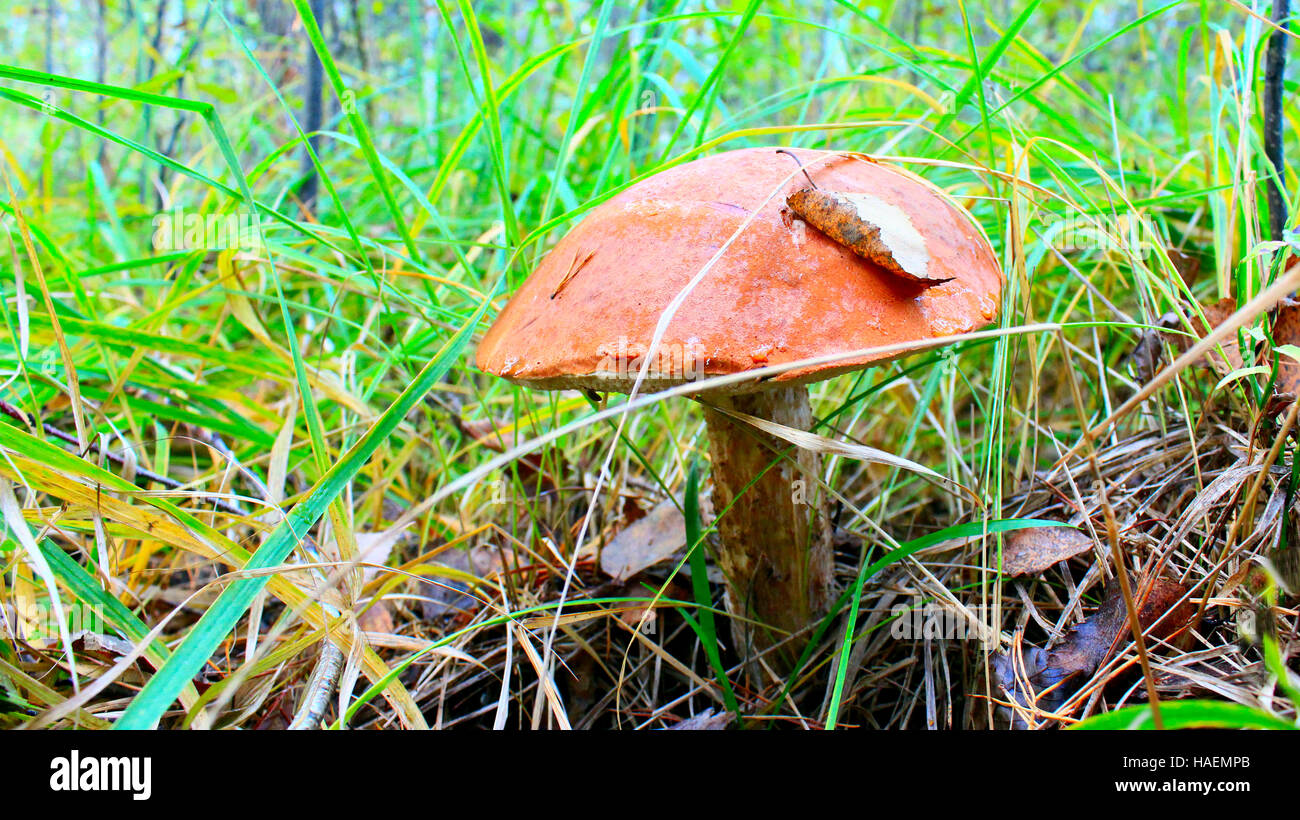 orange-cap boletus with big cap in the grass Stock Photo - Alamy