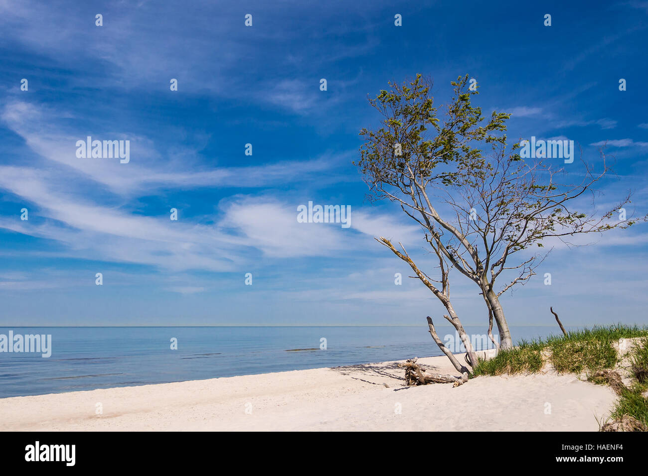 Tree on shore of the Baltic Sea Stock Photo - Alamy