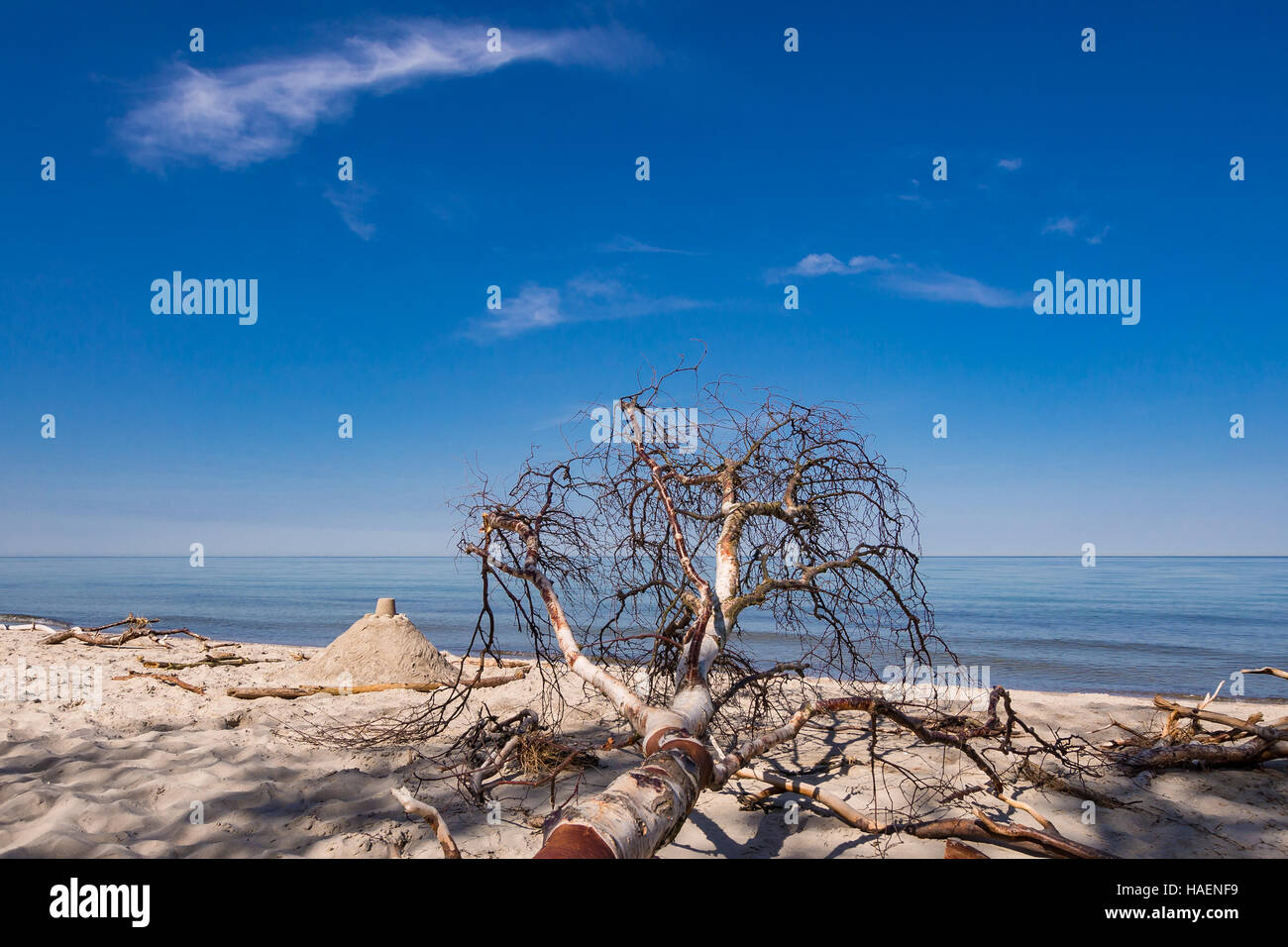 Tree on shore of the Baltic Sea Stock Photo - Alamy