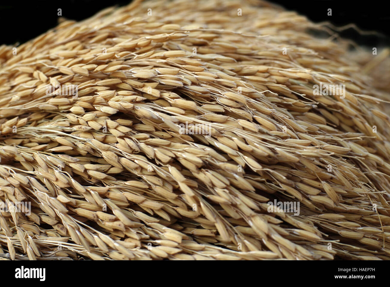 Organic rice harvest hi-res stock photography and images - Alamy