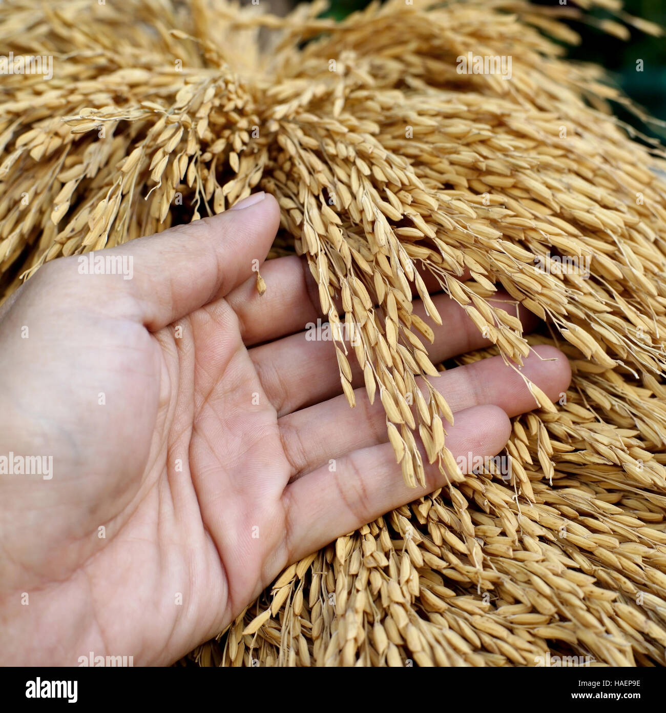 photo of hand hold the rice harvested Stock Photo - Alamy